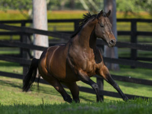 Darley Stallions. Kelvinside Stud. Monday 30 September 2019. | Twin ...