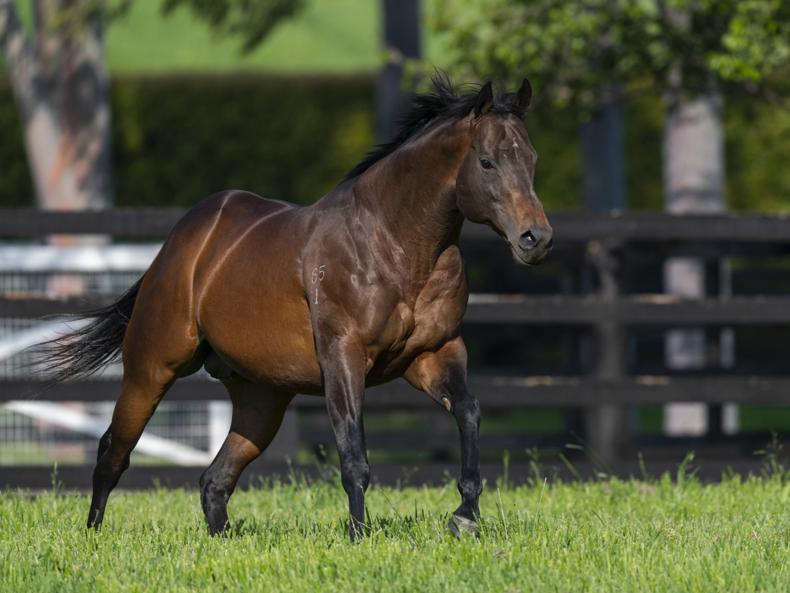 Hallowed Crown Colt Shines at Newmarket | Twin Hills Stud