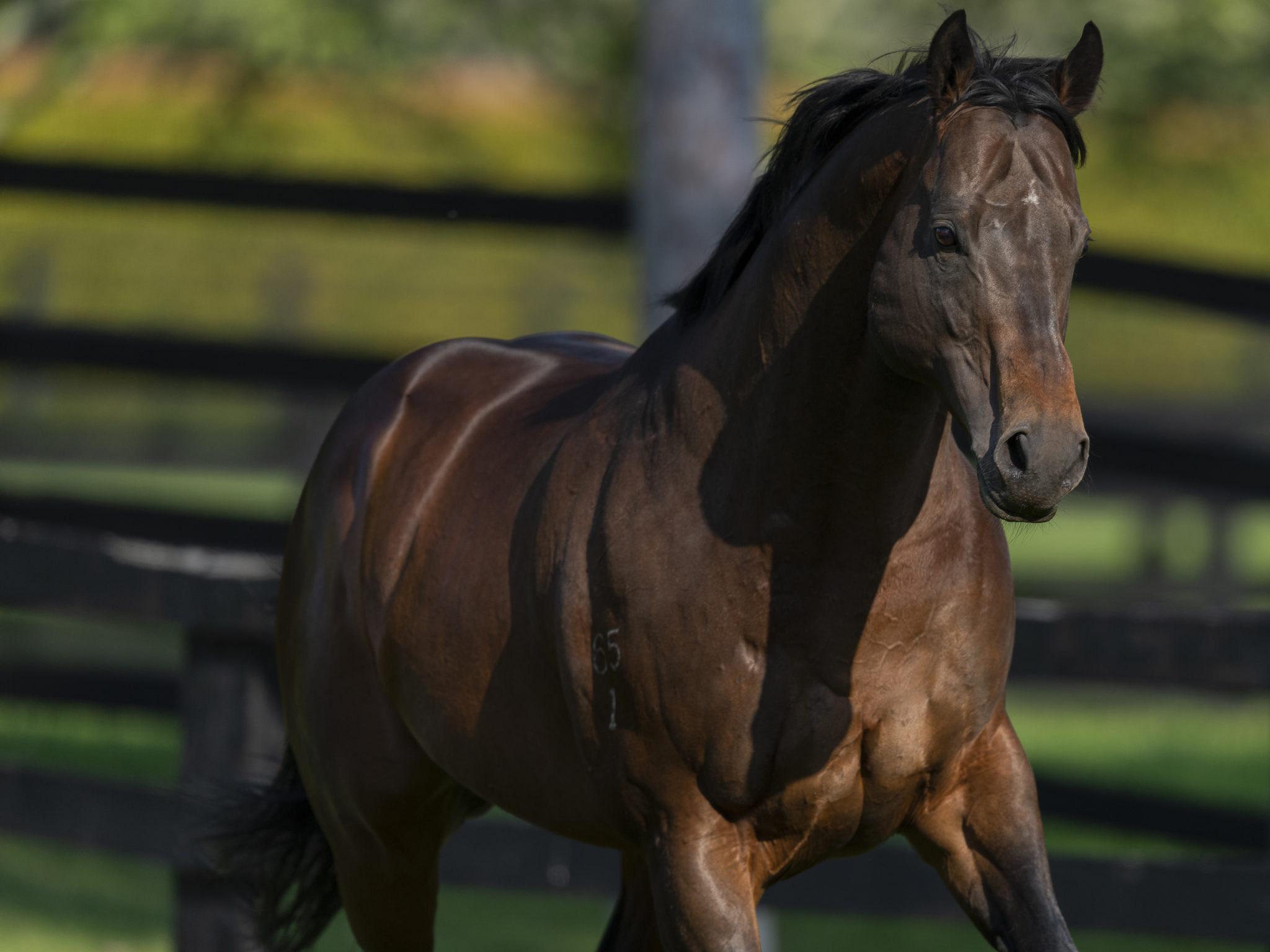 Darley Stallions. Kelvinside Stud. Monday 30 September 2019. | Twin ...